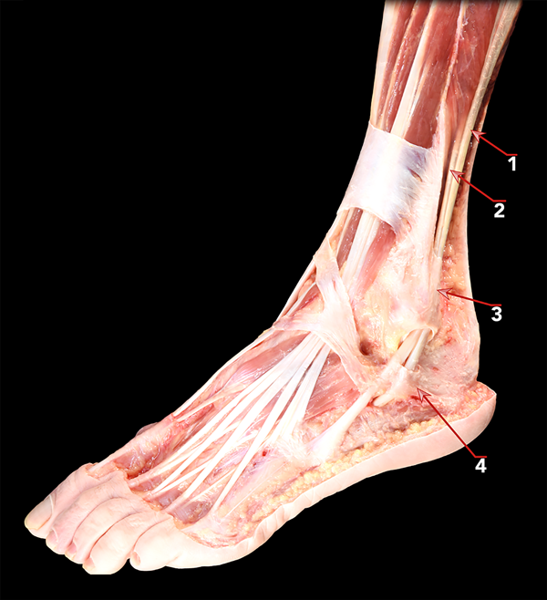 Untitled Document [revistarelart.com]